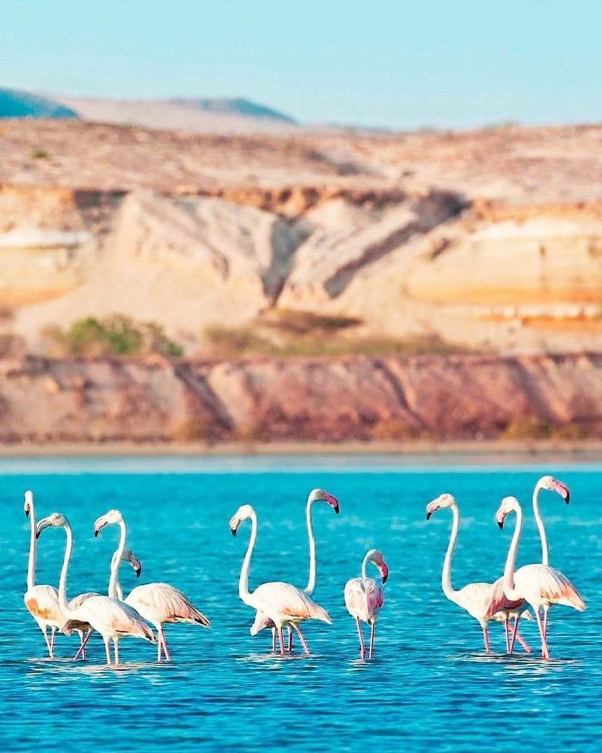 The Wonders of Abu Dhabi's Al Wathba Region | Experience Abu Dhabi